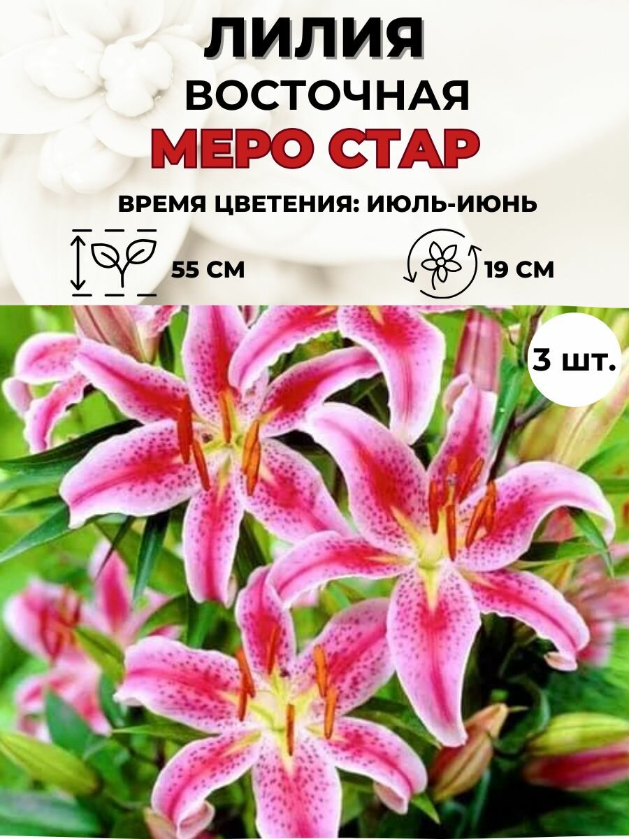 Лилия восточная, луковицы 3 штуки