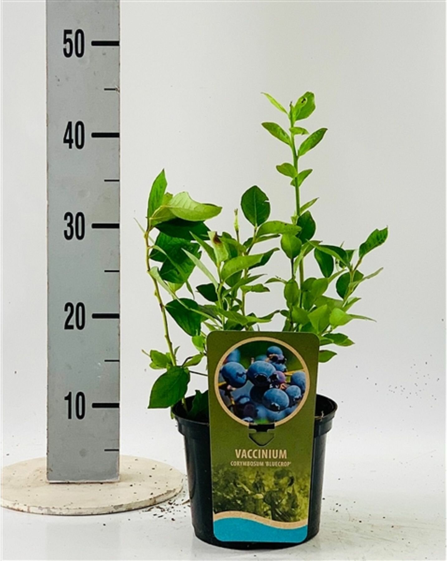 Голубика Блю Шуга Поп 879014, многолетняя, полутень/солнце, высота 50 см