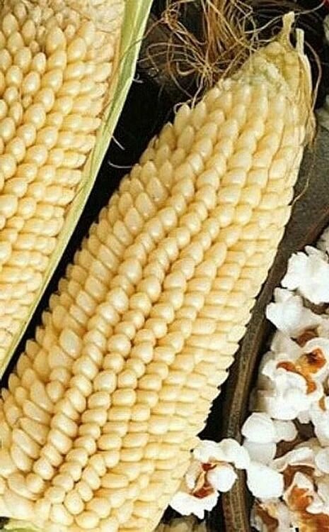 Семена Кукурузы "Белое Облако", 10 шт. семян