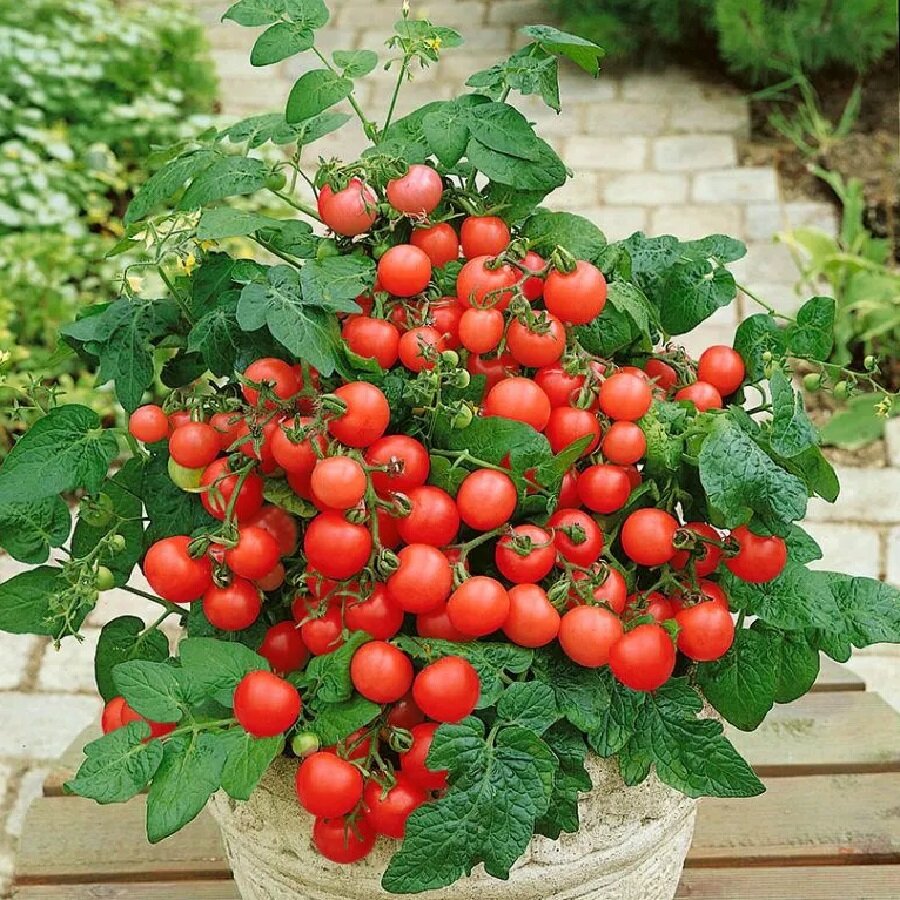 Семена Deodar SEEDS COMPANY Томат Балконное чудо 10 шт.