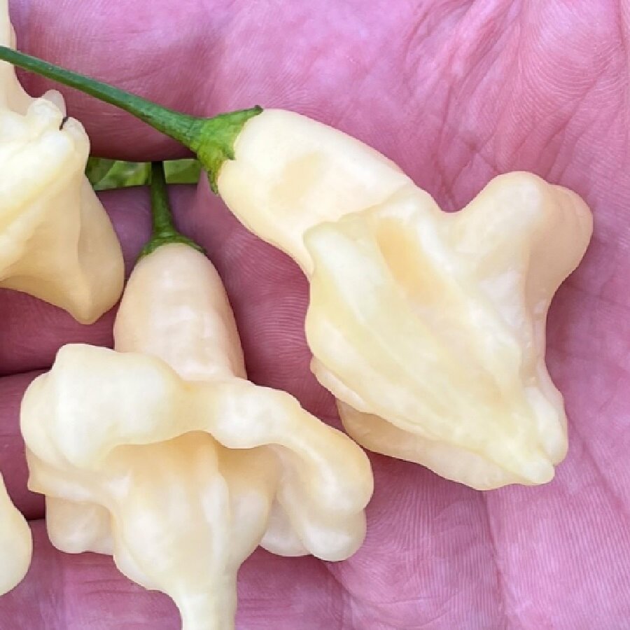 Семена Deodar SEEDS COMPANY Перец острый Dulce Luna 5 шт.