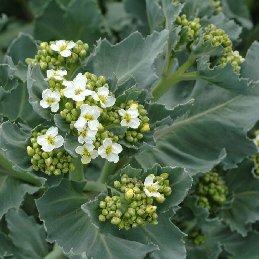 Семена Deodar SEEDS COMPANY Катран Аккорд 15 шт.