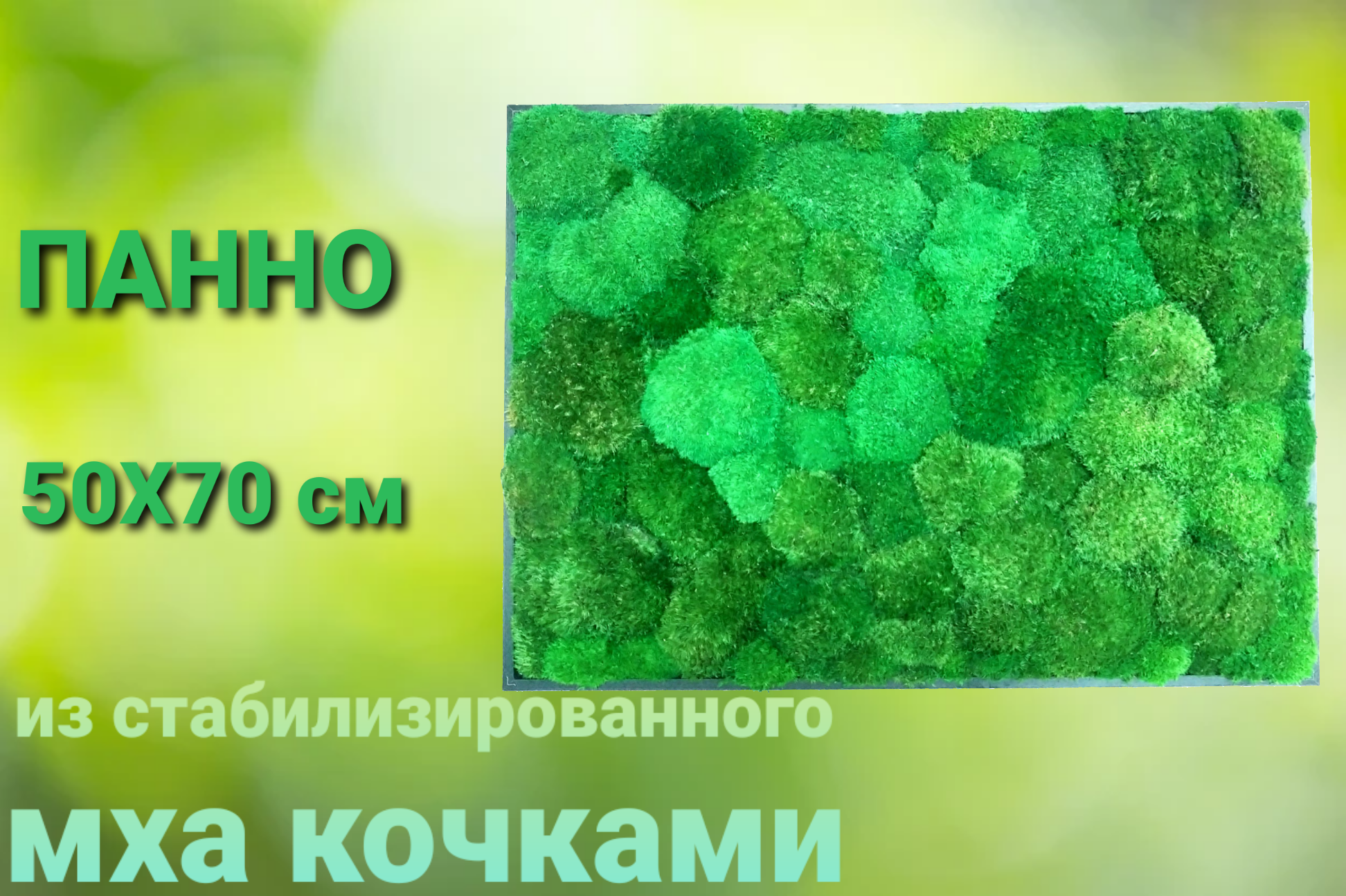 Панно из стабилизированного мха кочки