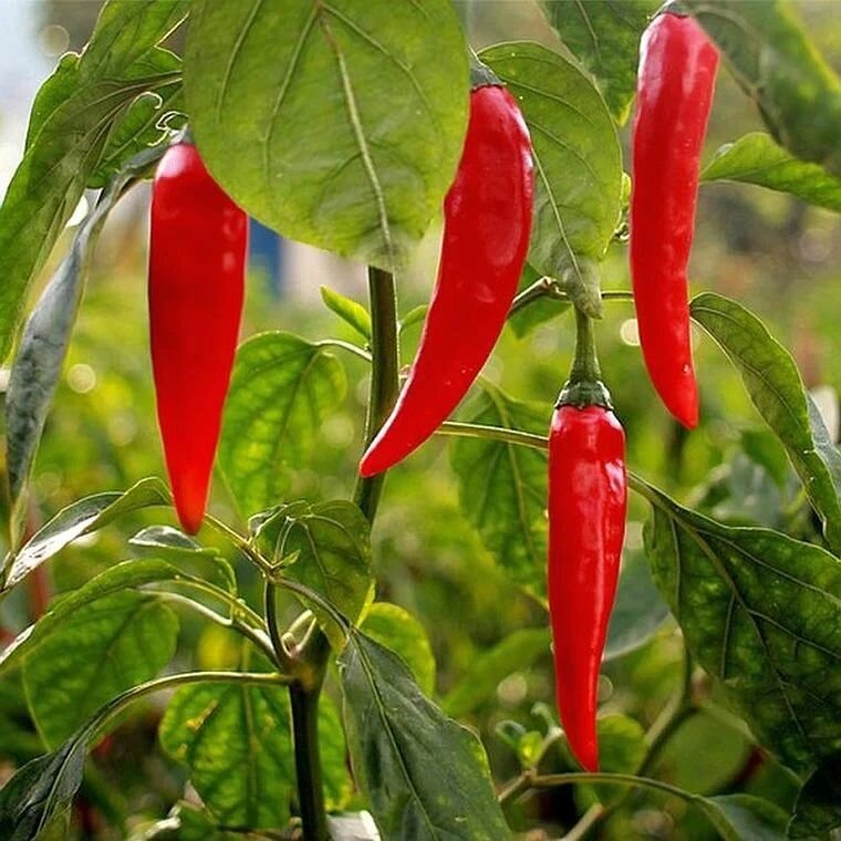 Коллекционные семена перца острого Дракончик F1