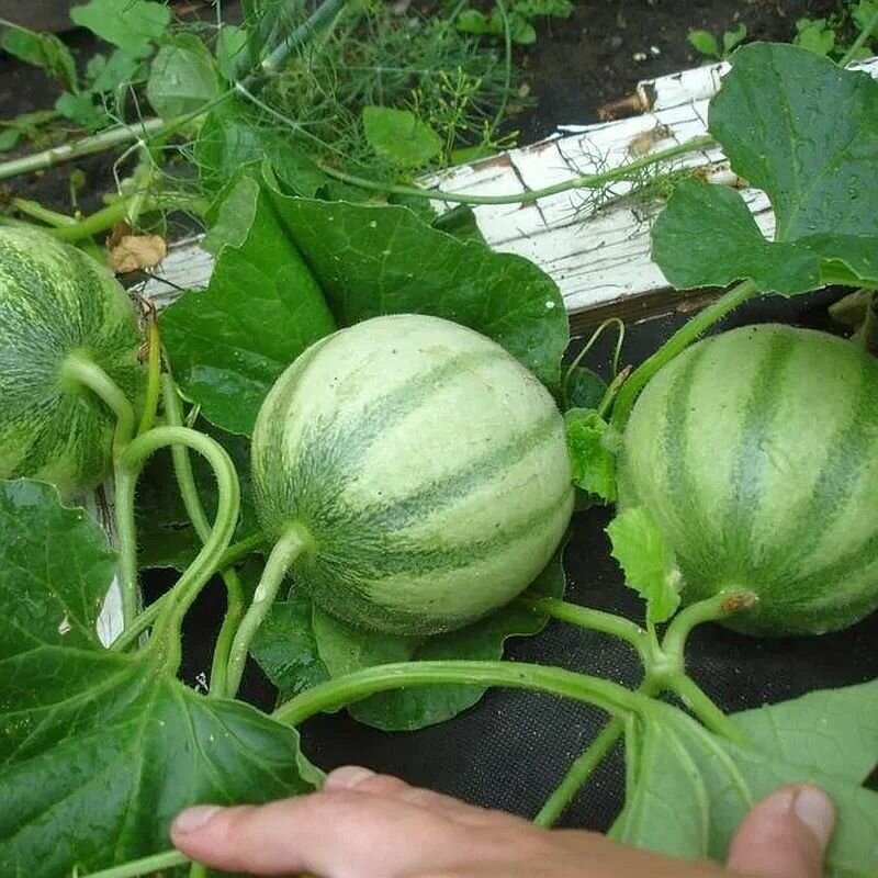 Коллекционные семена дыни F1 Блонди, 3 пачки в комплекте