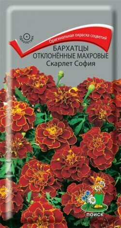 Бархатцы Скарлет София откл. махр. 0,4гр. (Поиск)