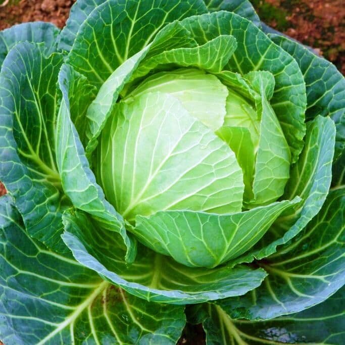 Капуста Белокочанная Белорусская (0,5 гр.), Гавриш, Россия