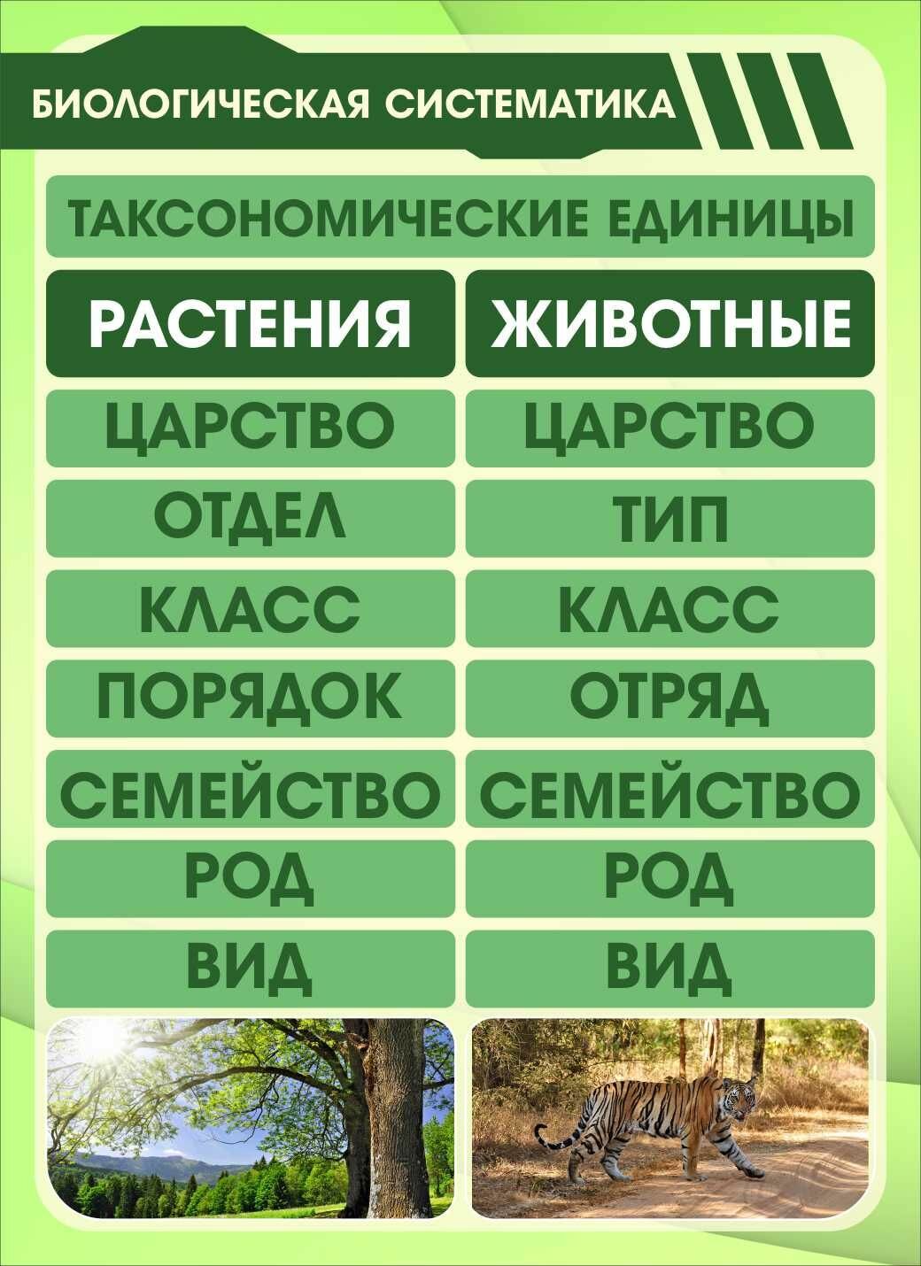 Стенд для кабинета Биологии "Биологическая систематика" (830х604мм)