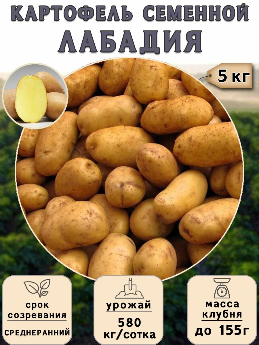 Картофель семенной на посадку Лабадия (суперэлита) 5 кг Среднеранний