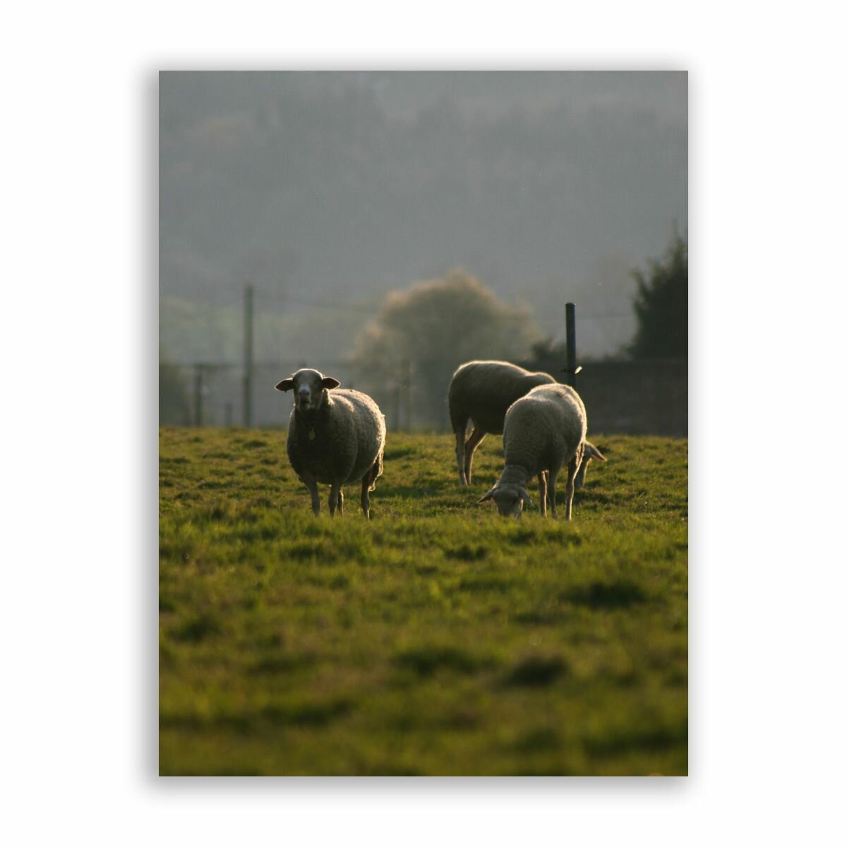 Постер, плакат на бумаге / Овцы / Размер 30 x 40 см