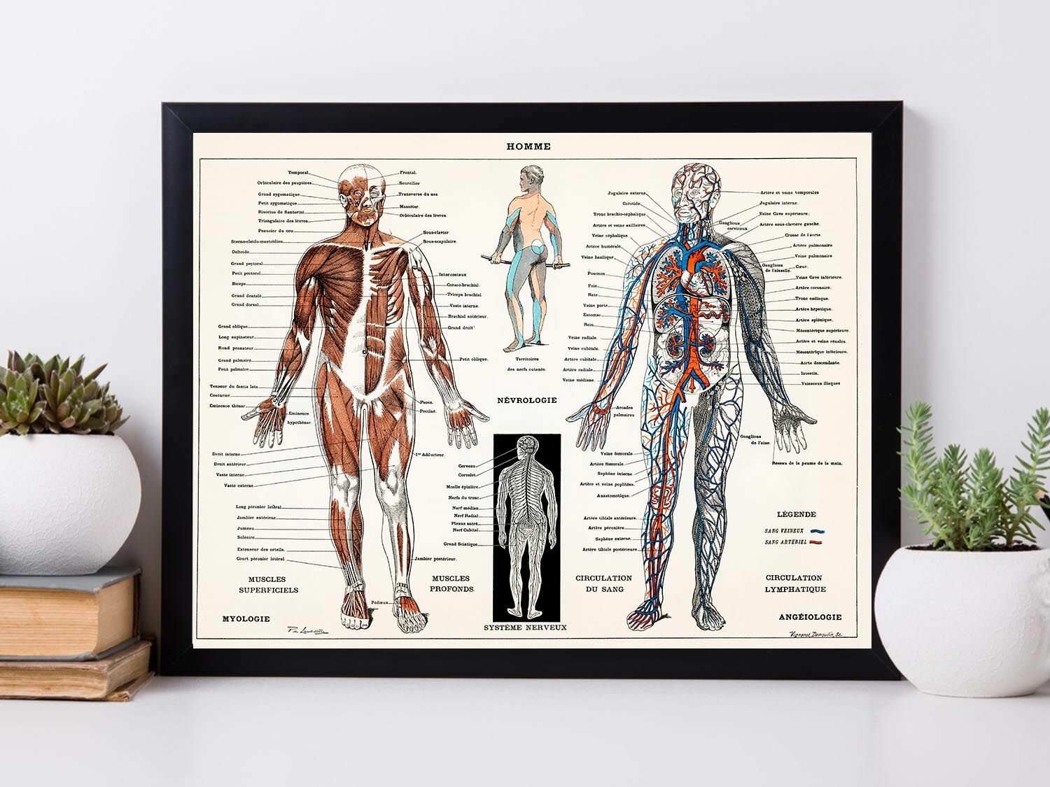 Винтажный плакат - "Познавательная Анатомия - Человек". Нервная и мышечная системы - ретро плакат Медицина 1900 год, размер А2, без рамы, подарок врачу