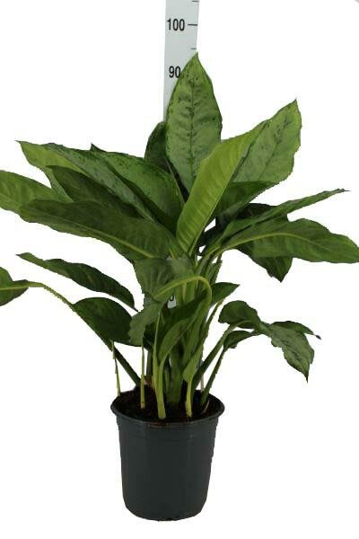 Аглаонема расписная Фридман - Aglaonema 'B.J. Freedman' D23 H60