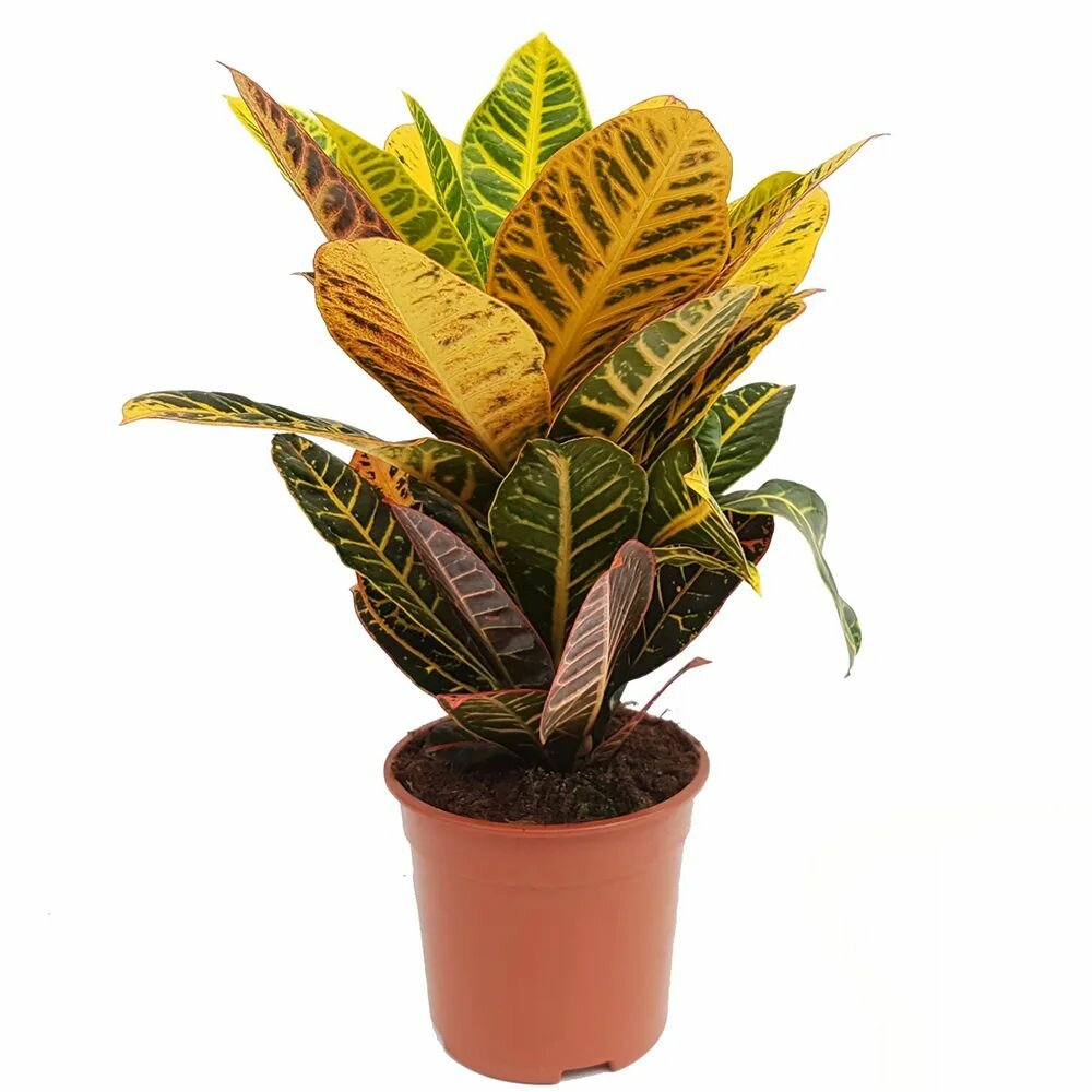 Кротон( кодиеум) Петра Крупномер h50 d21