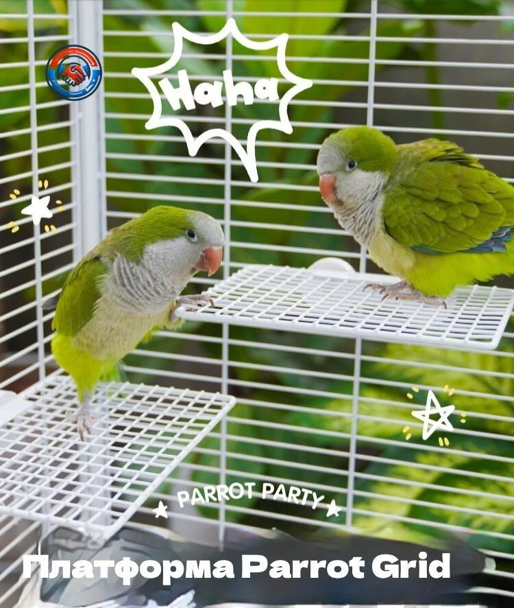 Жердочка для попугая, подставка-игровая площадка на проволочном каркасе, крепление к клетке, устойчивая и безопасная, для волнистых, корелл, жако, какаду