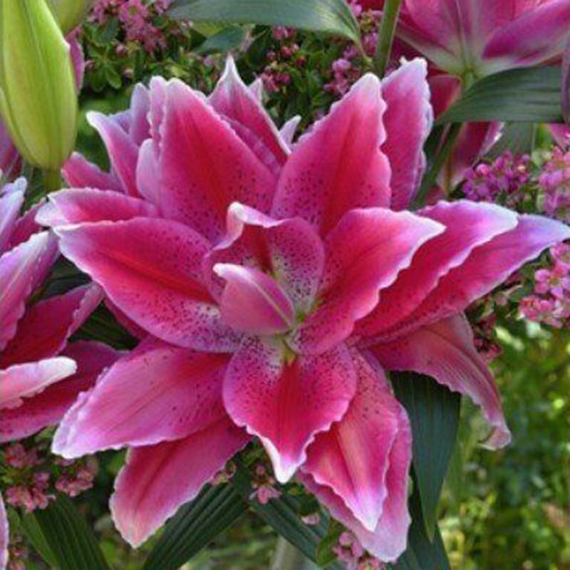 Лилия Roselily Дориа 1 шт.