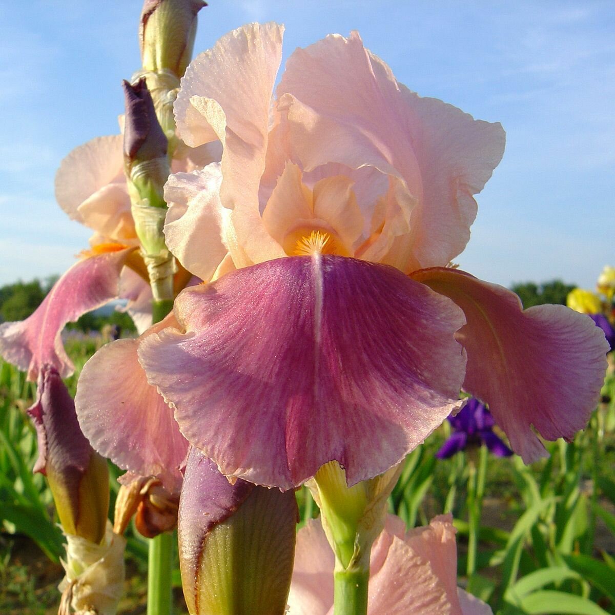 Ирис Карнаби, 2 шт луковица