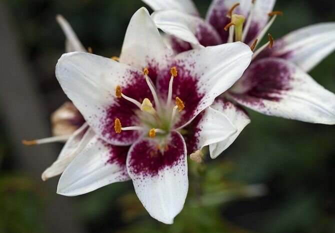 Лилия Уайт Пиксель 1 шт.