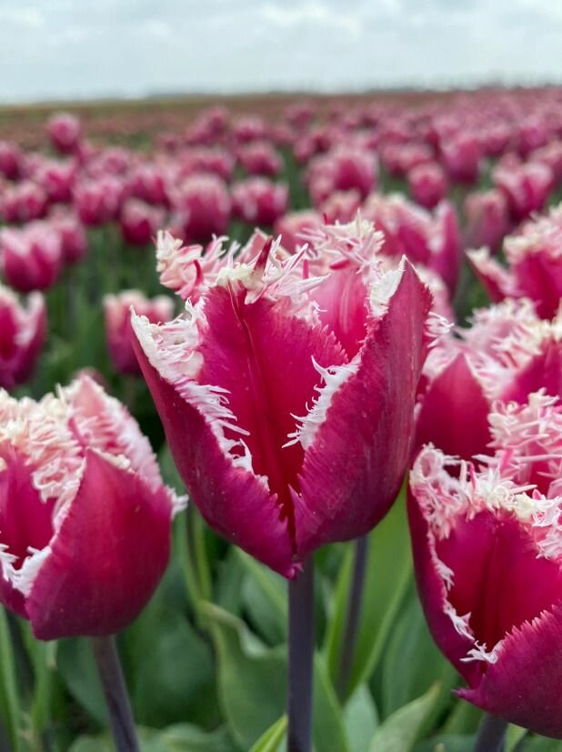 Тюльпан Сан Стефано, бахромчатый, 5 шт