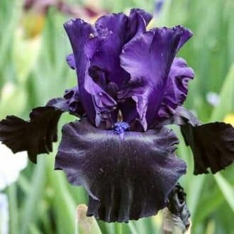 Ирис германский Блэк Дрэгон луковицы, клубни, корни цветов