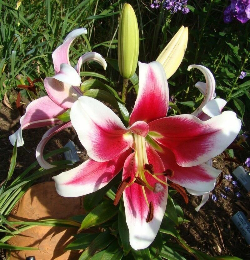 Лилия Кэнди Клаб 7 шт луковицы, клубни, корни цветов