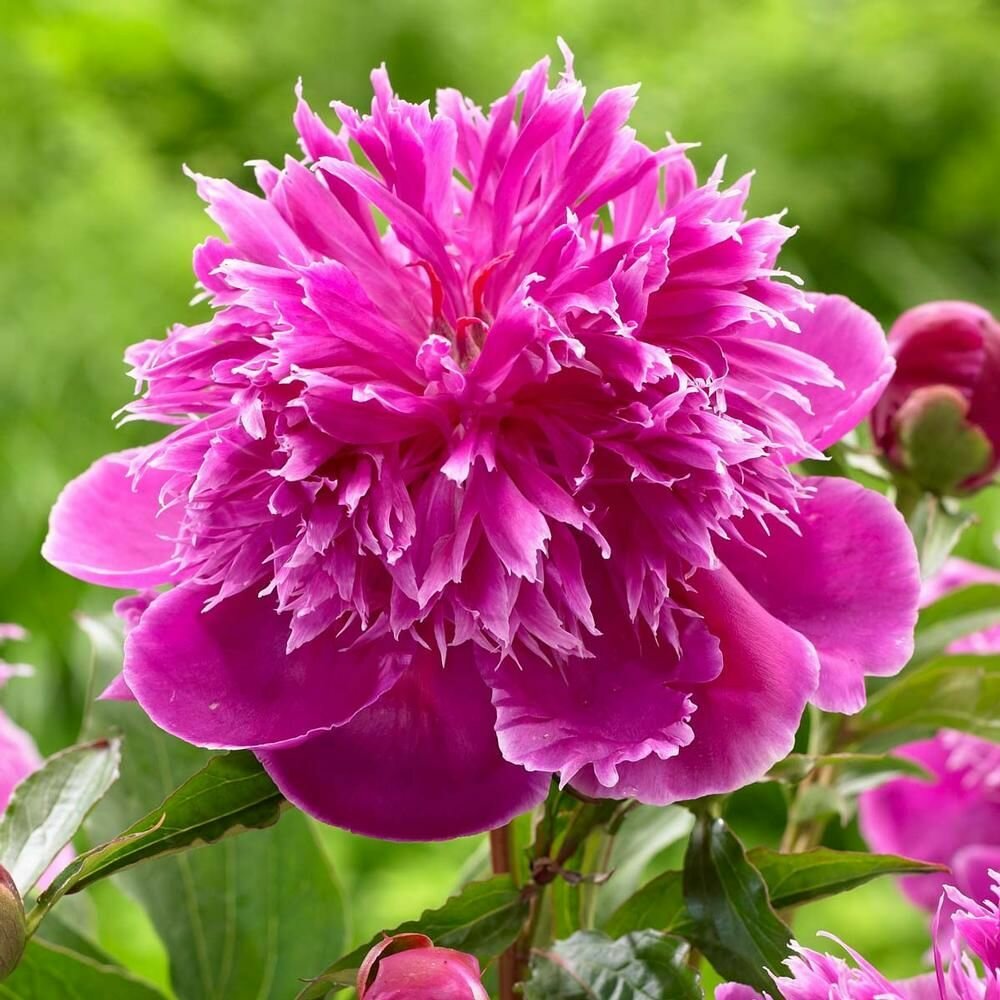 Пион древовидный Перпл луковицы, клубни, корни цветов