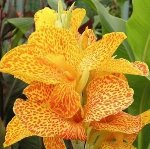 Канна Picasso 1 шт. луковицы, клубни, корни цветов