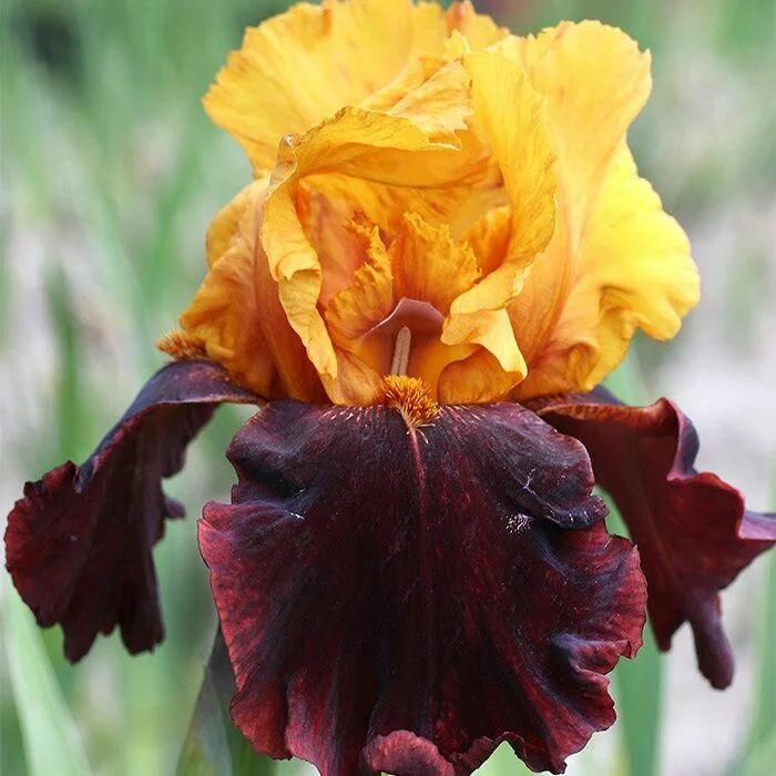 Ирис бородатый Супреме Султан луковицы, клубни, корни цветов