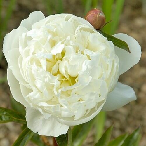 Пион Мари Лемуан 1 шт