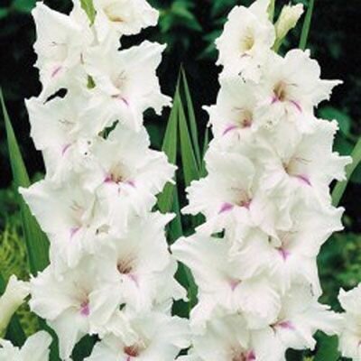 Гладиолус Клауди 1шт