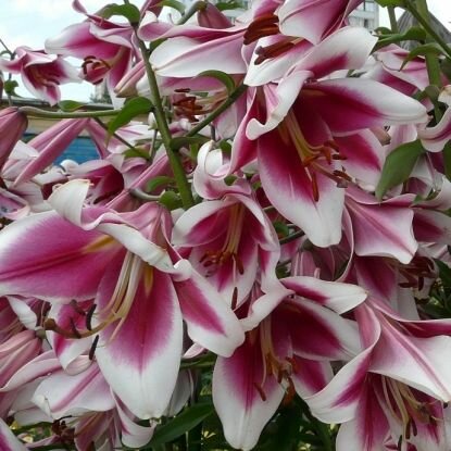 Лилия Фризо 1 шт