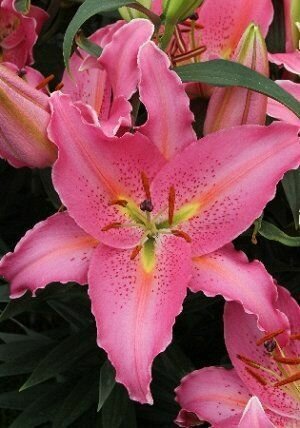 Лилия восточная Биг Бен луковицы, клубни, корни цветов