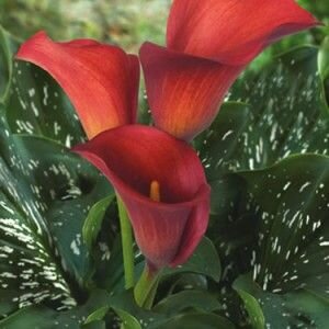 Калла Аранал 1шт