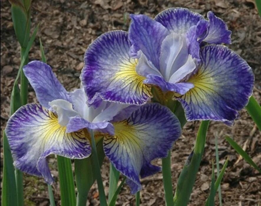 Ирис сибирский Кейп Код Бойз луковицы, клубни, корни цветов