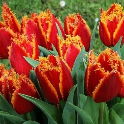 Тюльпан Фабио 5 шт.