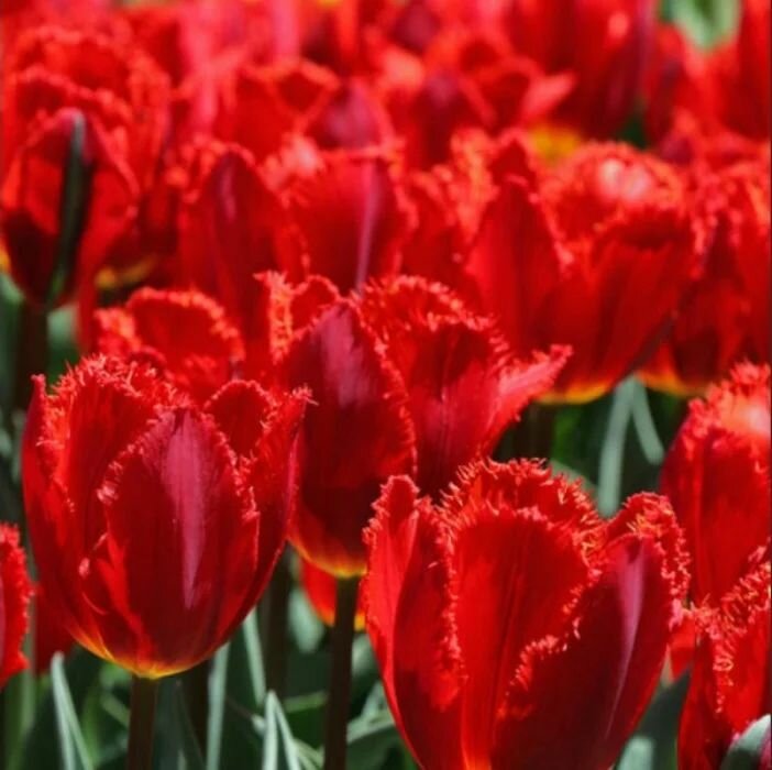 Тюльпан Кристал Бьюти 5 шт.