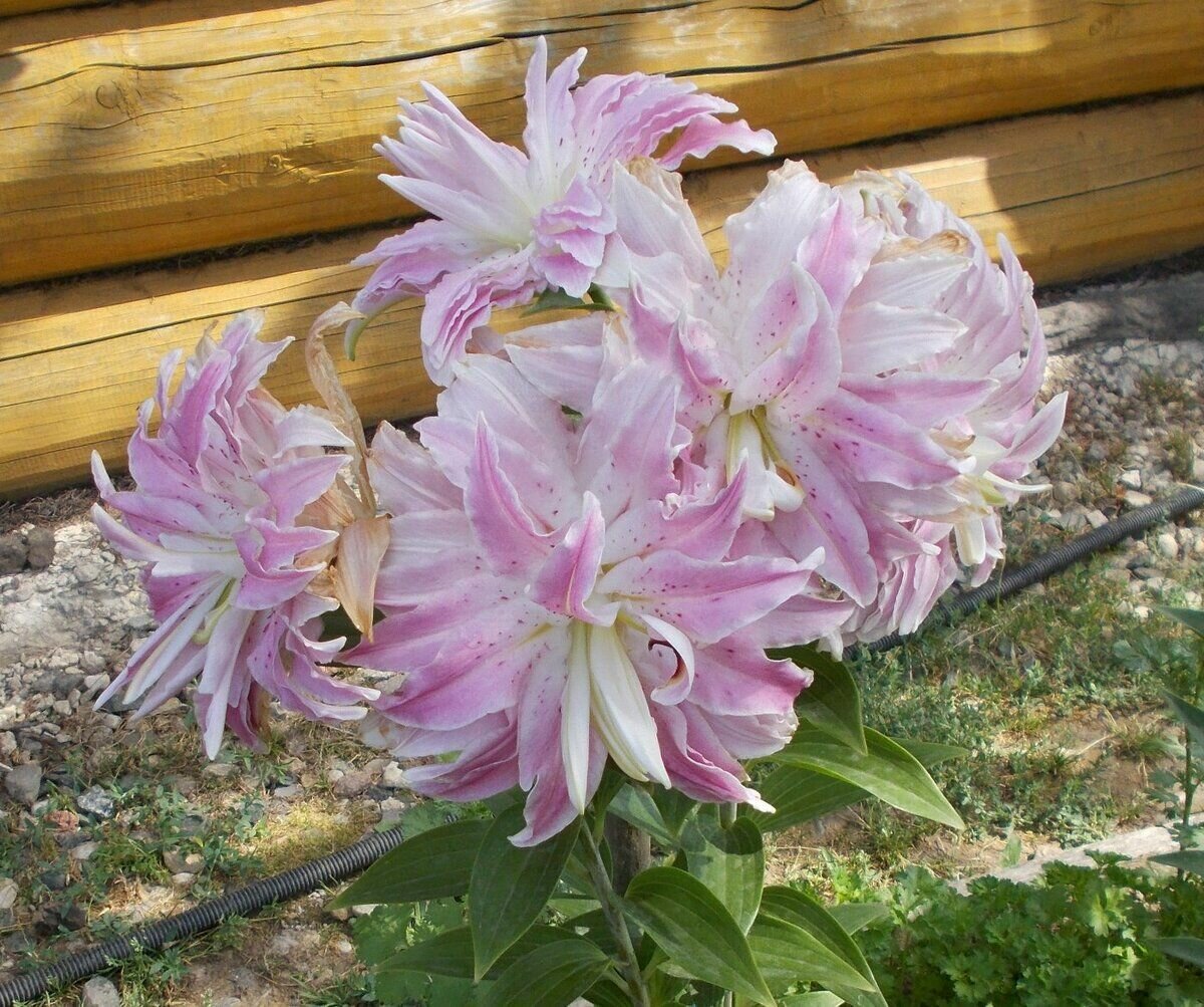 Лилия Лотус Элеганс 1 шт