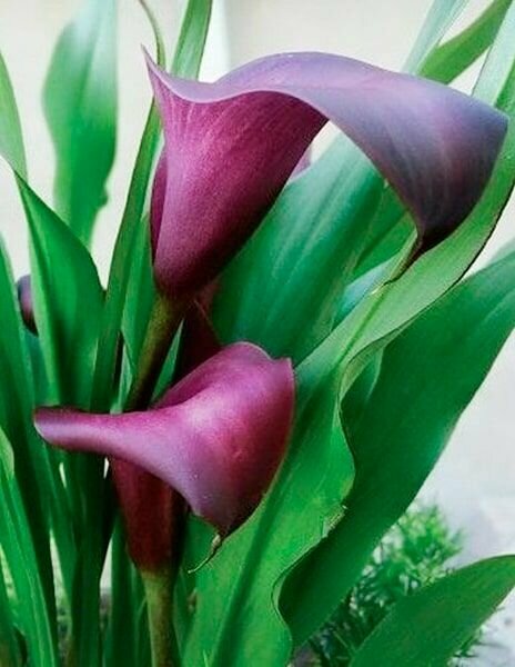 Калла Найт Лайф 1шт