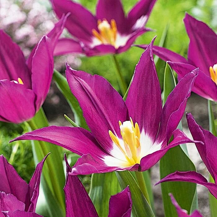 Тюльпан Фиолетовый сон 5 шт.