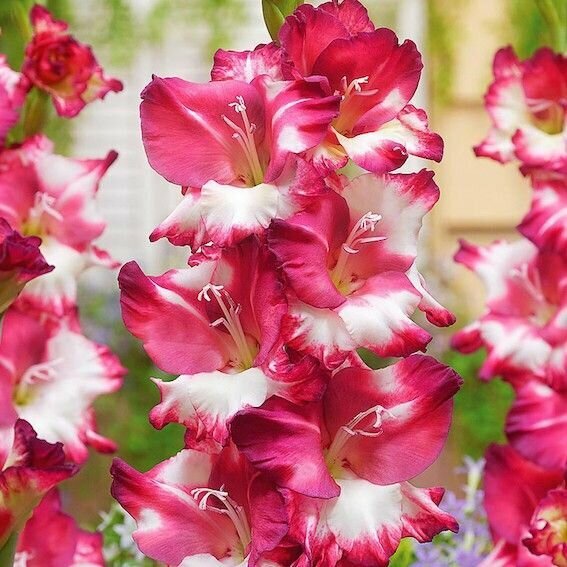 Гладиолус Кам Лауд 1 шт