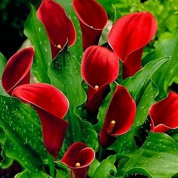 Калла RED MAJESTY 1шт