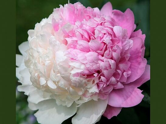 Пион Мистер Эд 1 шт