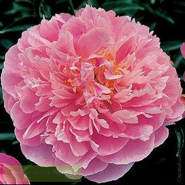 Пион Pink Charmer 1 шт.