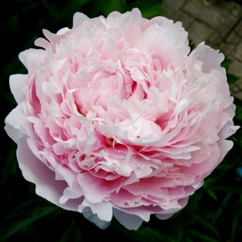 Пион Pillow Talk 1 шт.