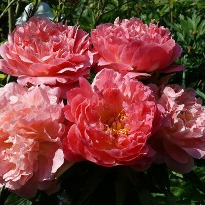 Пион Soft Salmon Saucer 1 шт.