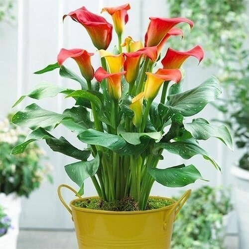 Калла Капитан Фуэго 1шт