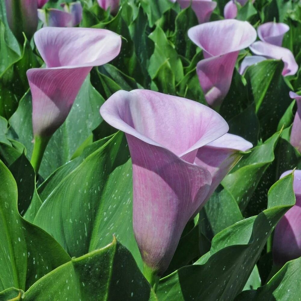 Калла Капитан Марреро 1шт