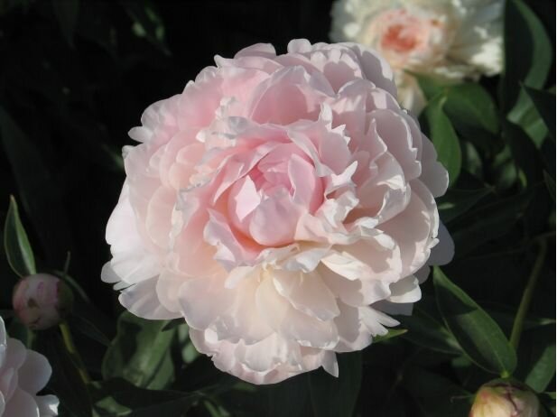 Пион Соланж 1 шт