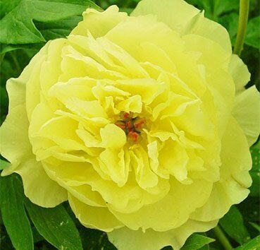 Пион Amy Jo 1 шт.