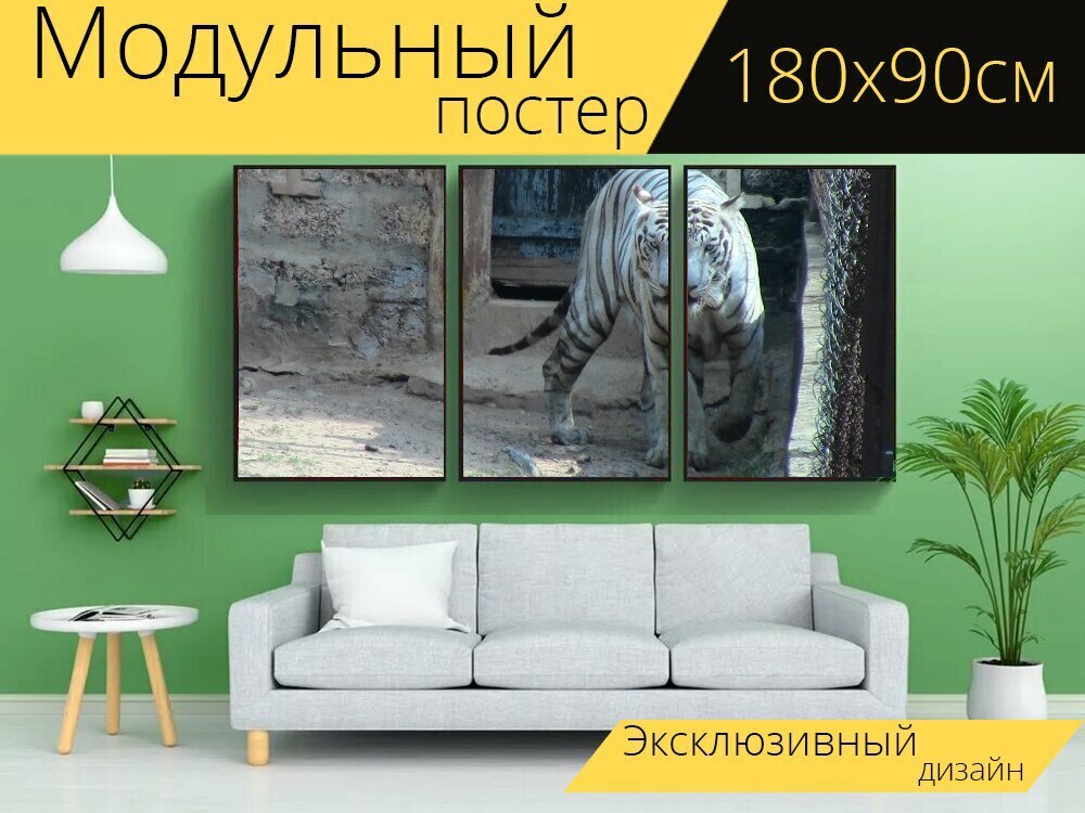 Модульный постер "Белый тигр, животное, тигр" 180 x 90 см. для интерьера