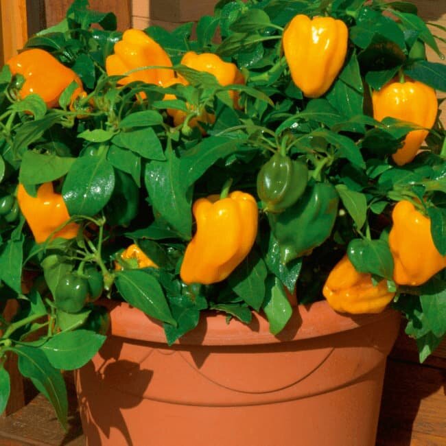 Перец острый Золотничок (А) (5 шт.), Агрофирма Поиск, Россия